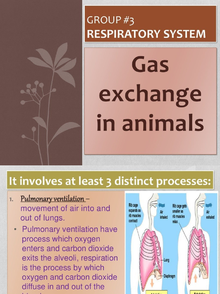 Gas Exchange in Lung | PDF