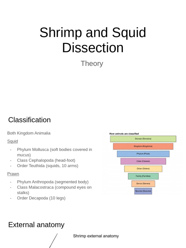 Shrimp and Squid Anatomy Dissection Guide | PDF | Anatomy | Circulatory ...