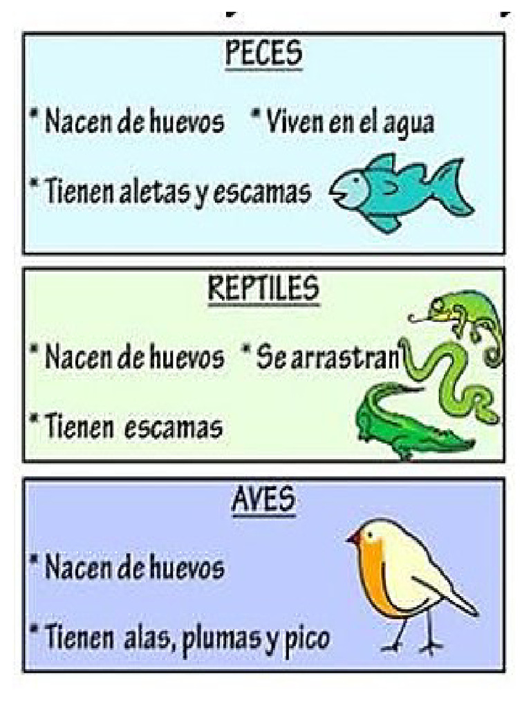 Clasificacion de Vertebrados | PDF