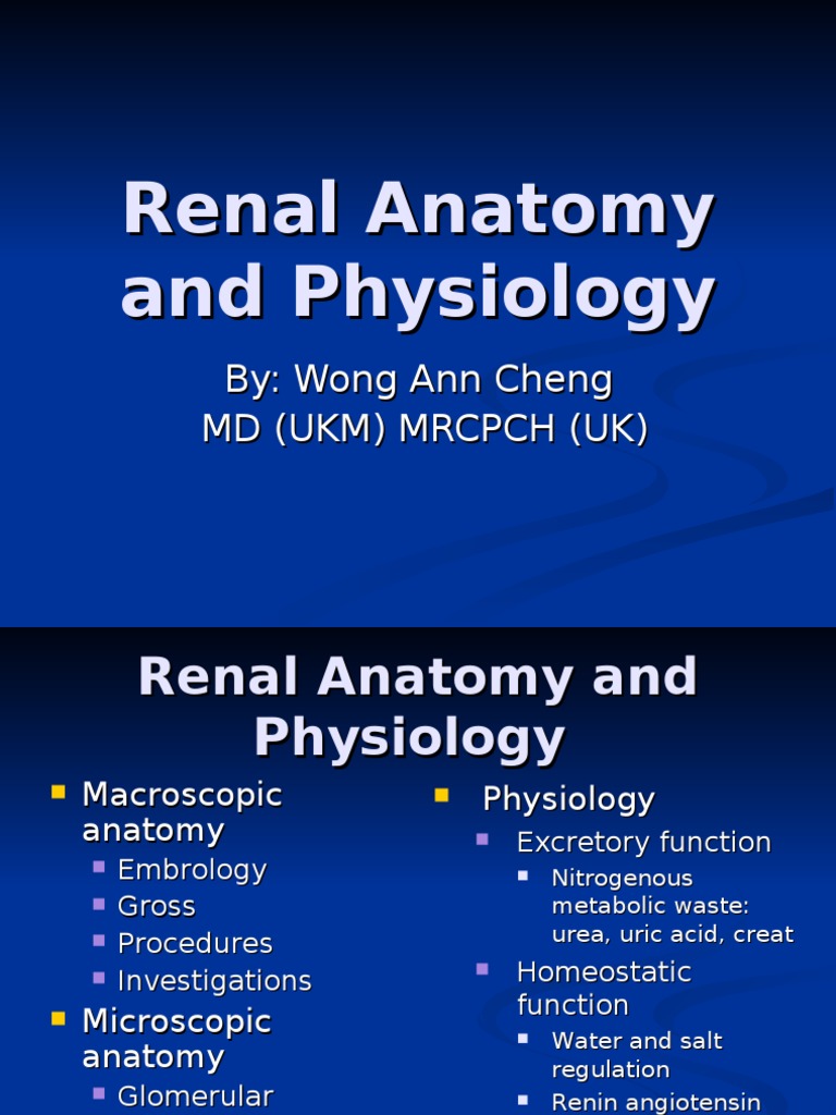 Renal Anatomy and Physiology | PDF | Renal Function | Kidney