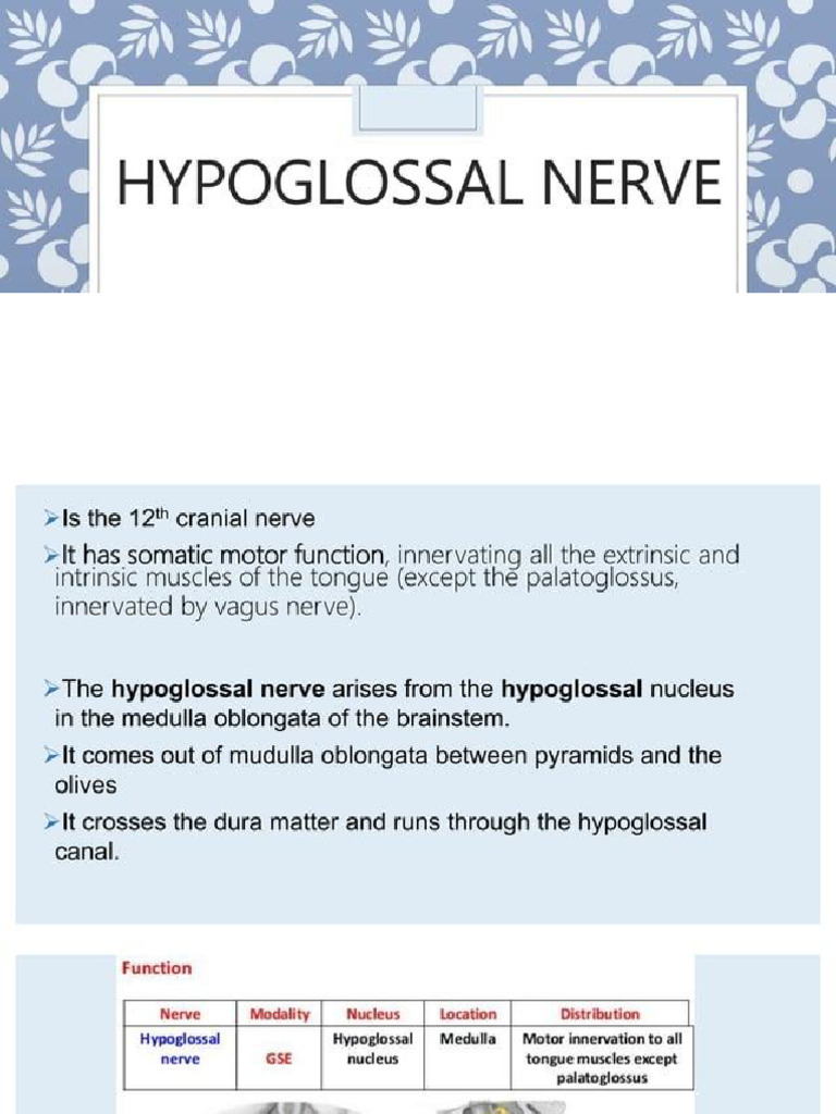Hypoglossal Nerve | PDF
