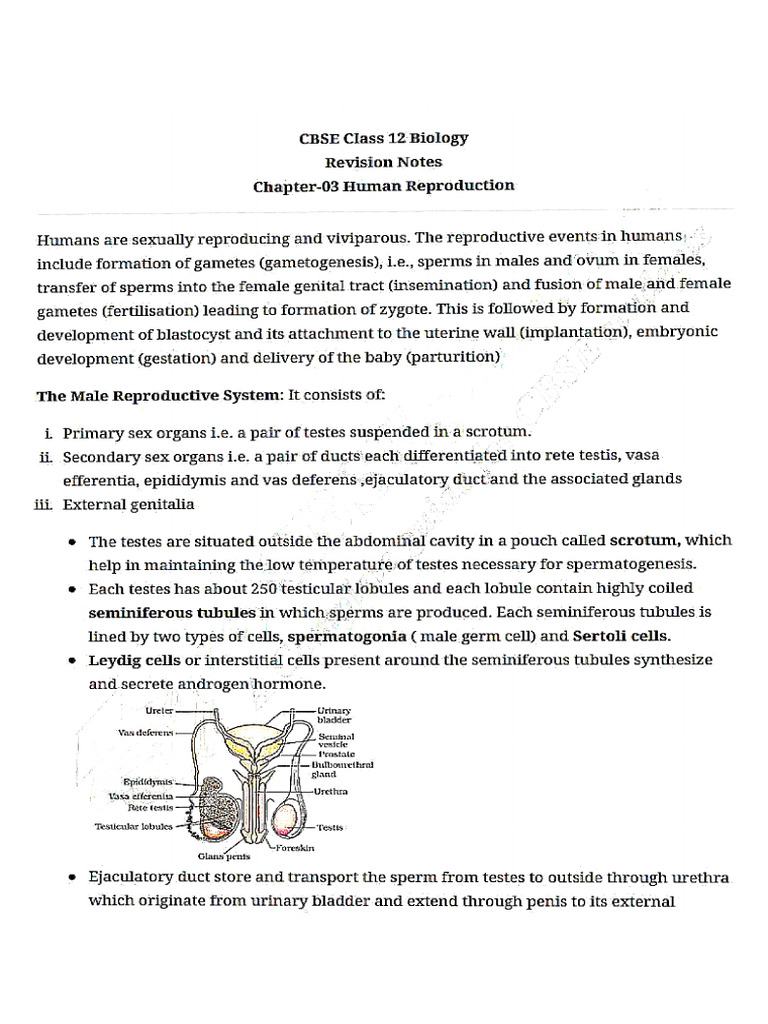 Class Xii Human Reproduction | PDF