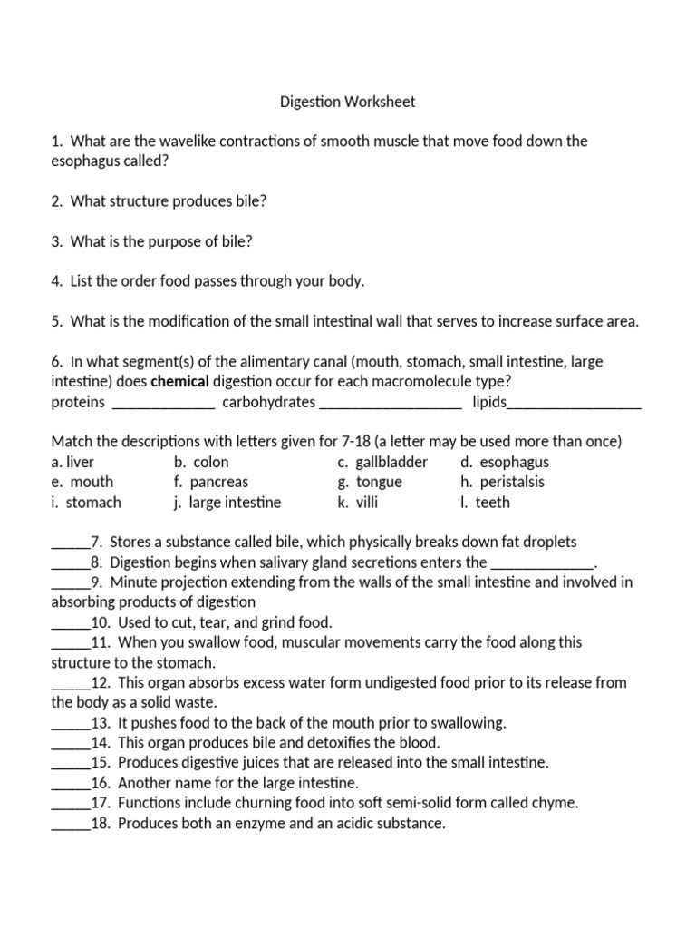 Digestion Worksheet 2024 | PDF | Digestion | Gastrointestinal Tract
