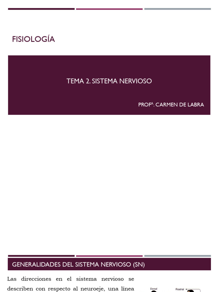 TEMA 2.1. Fisiología Del Sistema Nervioso Central - CDL - VP | PDF | Cerebro | Cerebelo