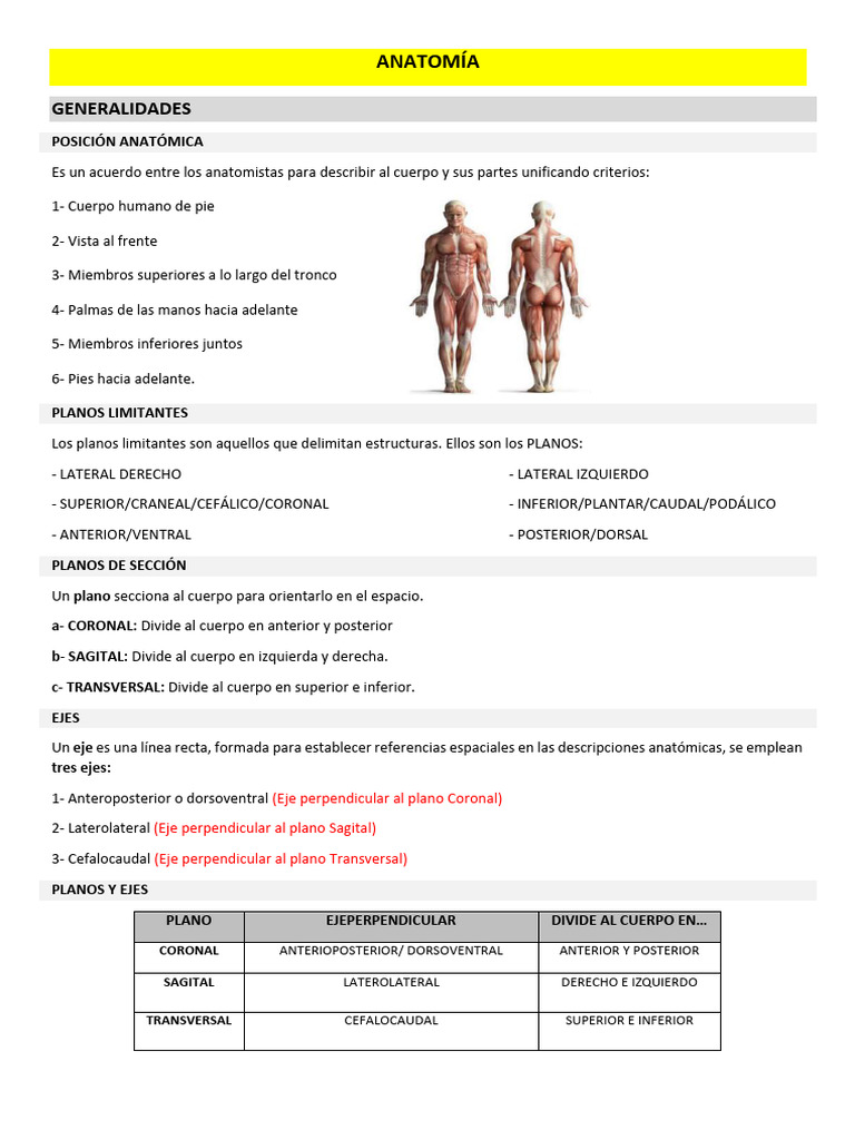 Resumen FINAL 2020 - Anatomia - UAI | PDF | Articulación | Mano