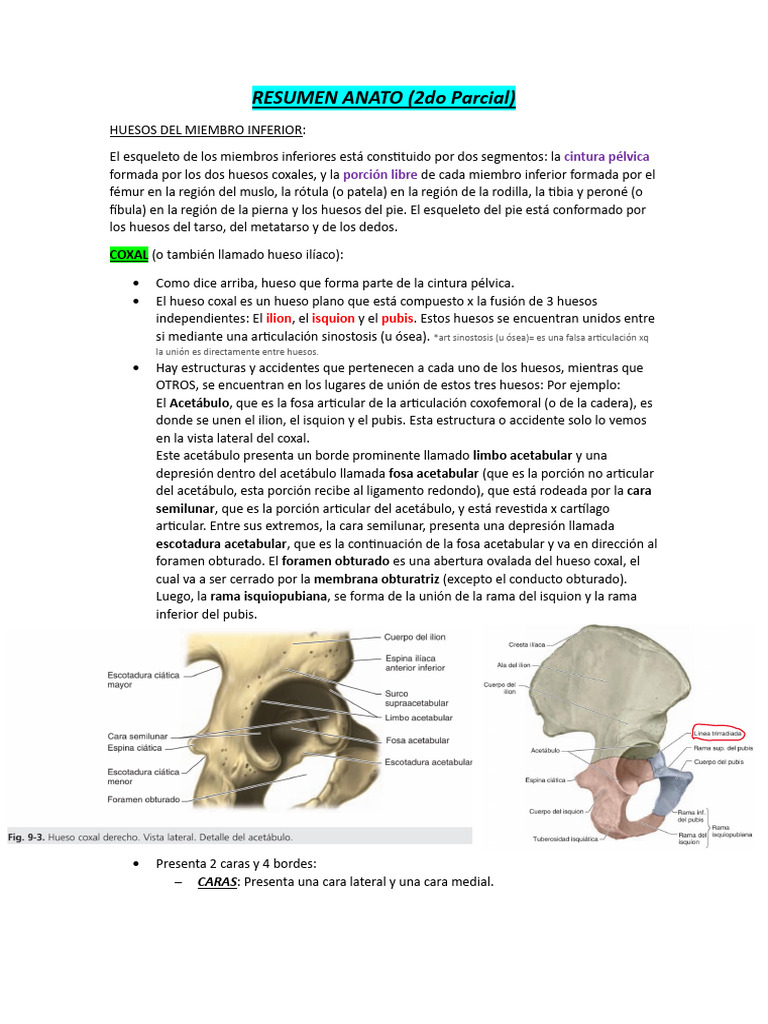 Resumen Anato 2do Parcial (Miembro Inferior) UAI | PDF | Extremidades (anatomía) | Pelvis