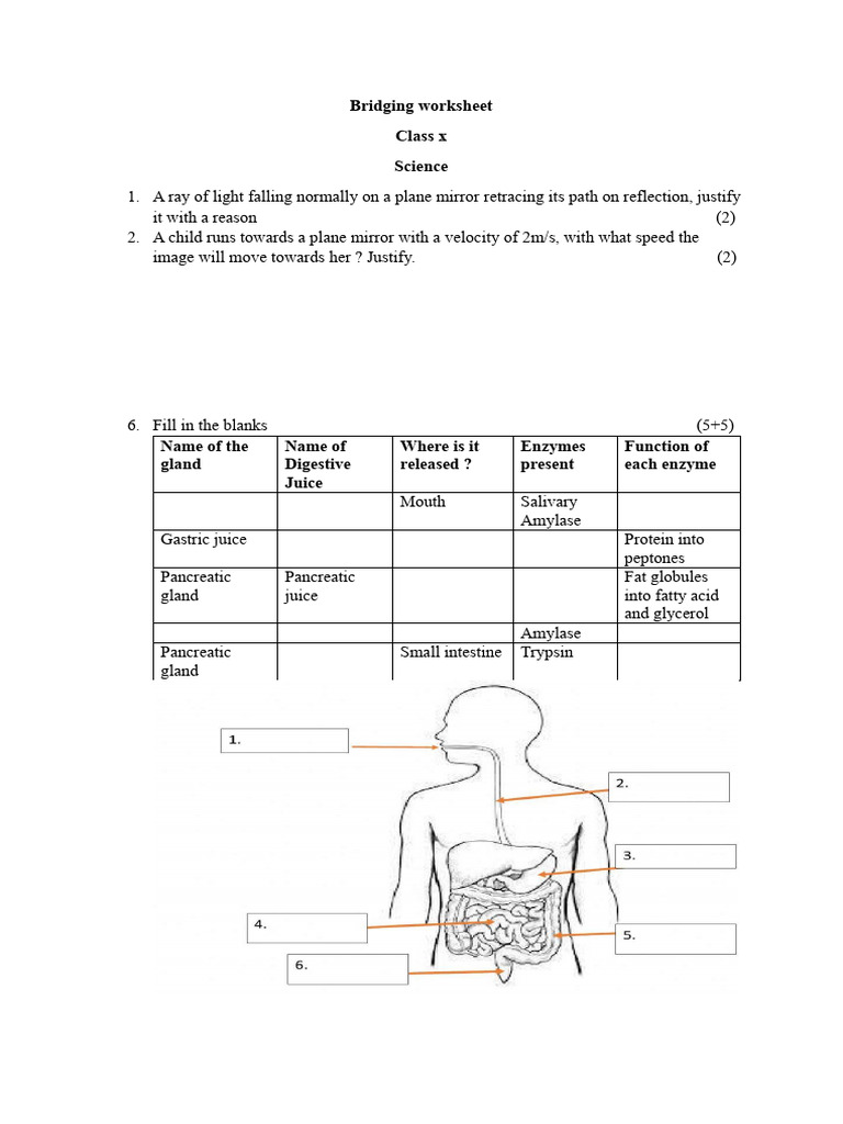 Bridging Worksheet | PDF