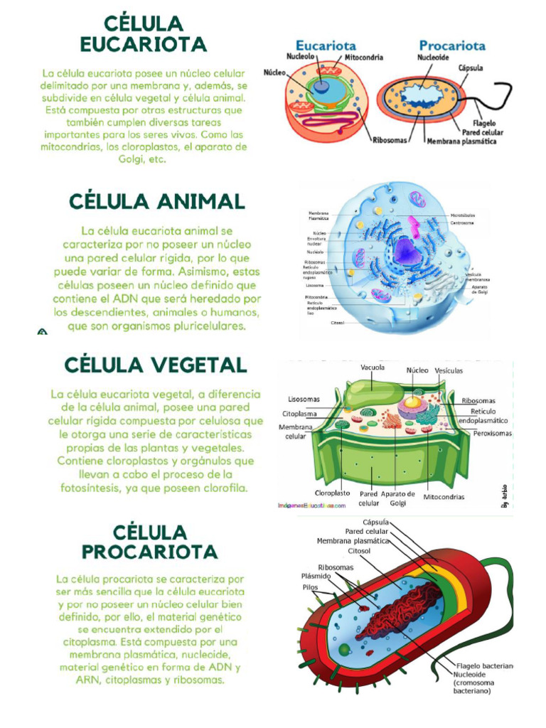 Celulas | PDF