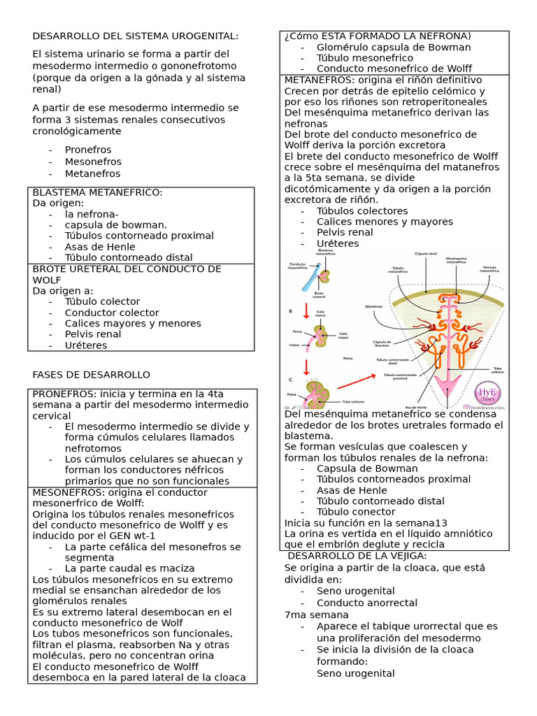 DESARROLLO DEL SISTEMA UROGENITAL Masculino y Femenino | PDF | Riñón ...
