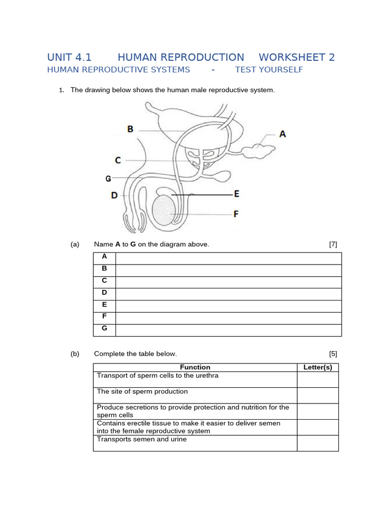 4.1 Human Reproduction Worksheet 2 | PDF