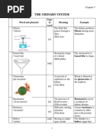 Urinary System Medical Terminology Guide | PDF | Kidney | Urinary System
