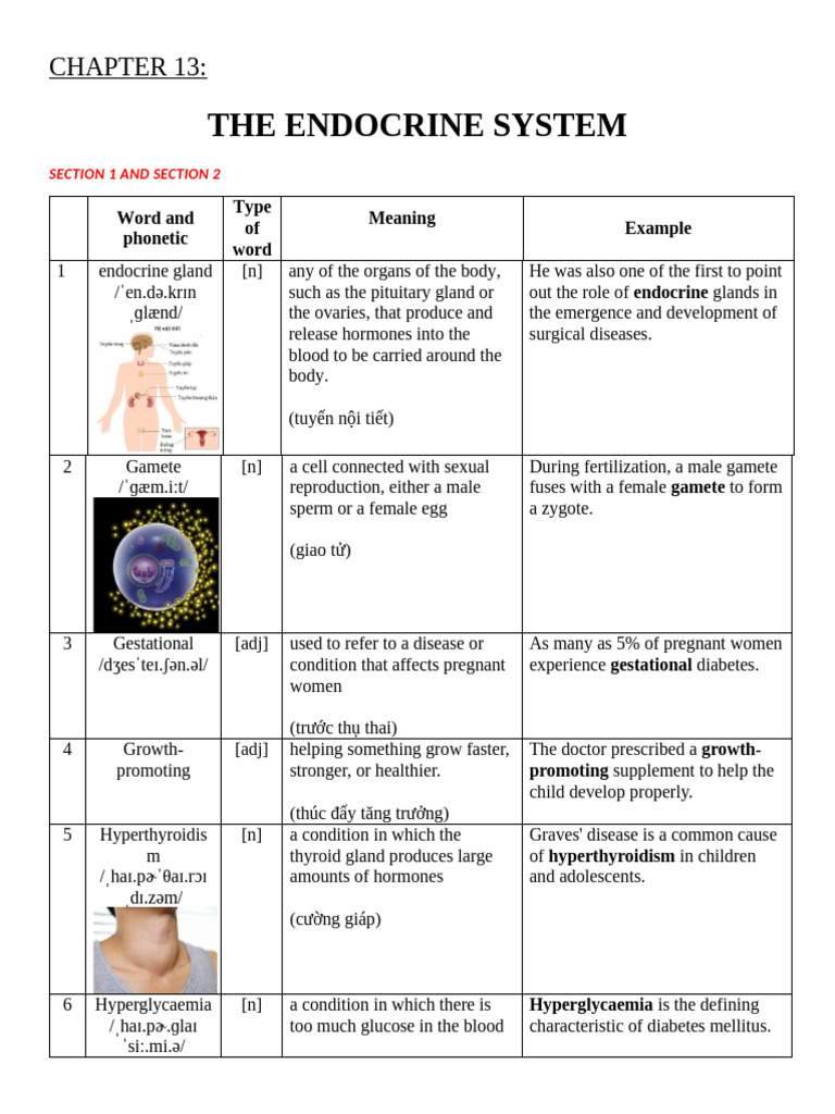 Endocrine System Vocabulary Guide | PDF | Endocrine System ...