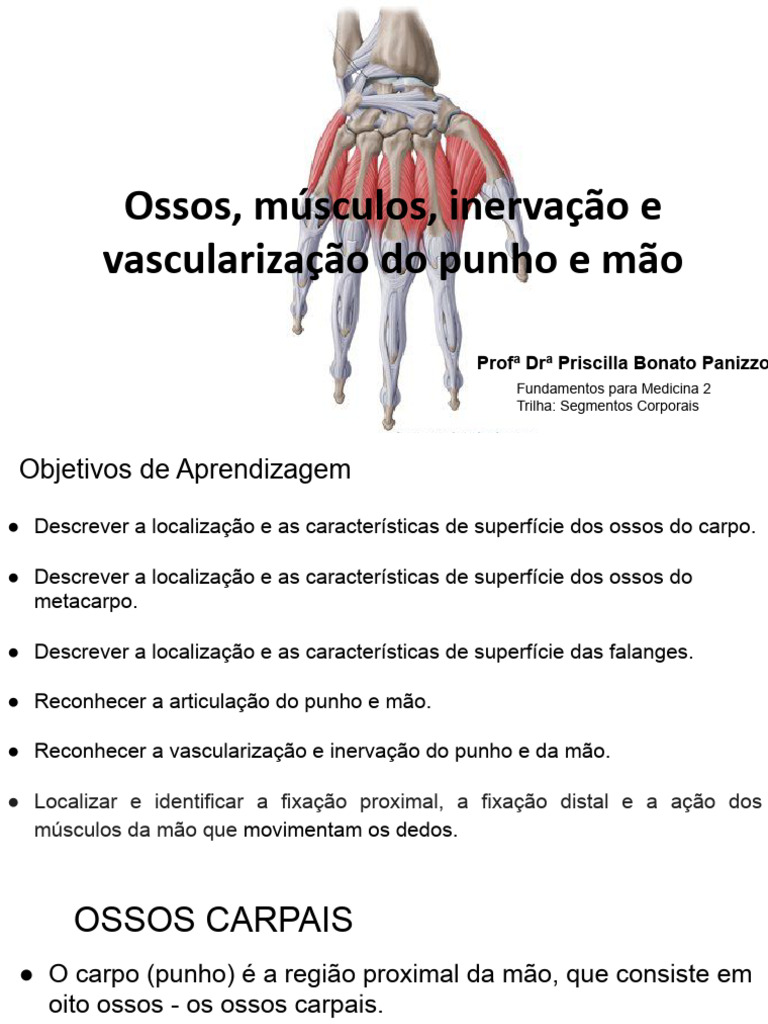 Aula 6 Ossos, Músculos, Inervação e Vascularização Do Punho e Mão | PDF ...