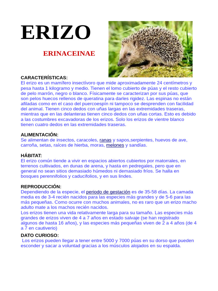 Ficha Del Erizo | PDF