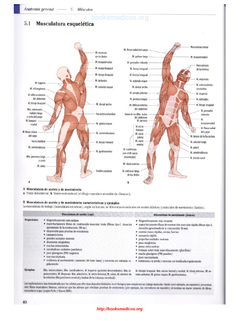 [Prometheus Texto y Atlas de Anatomía] Michael Schünke - Prometheus ...