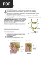 Cavidad Orbitaria, Pterigoidea, Tempora, Fosas Nasales, Pterigomaxilar ...