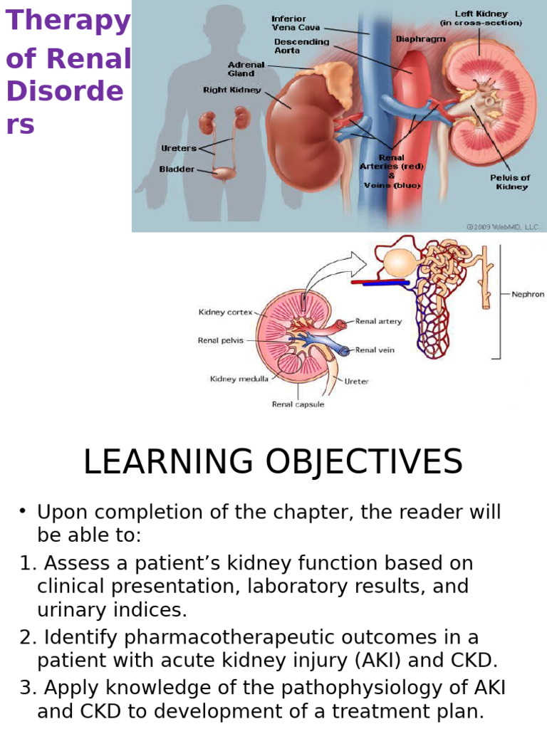 Renal Disorder Handout | PDF | Chronic Kidney Disease | Kidney