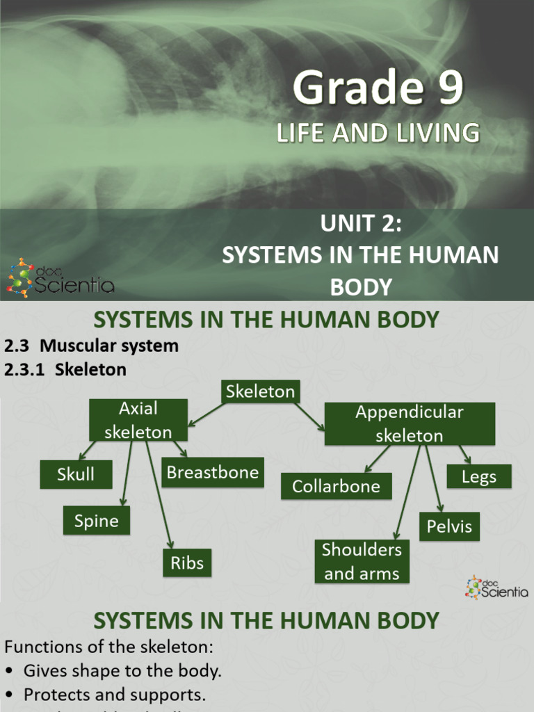 10 Muscular System | PDF