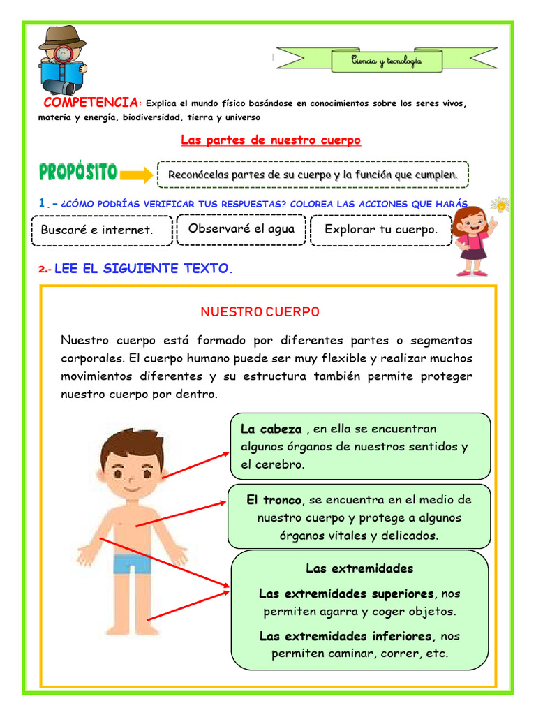 E2 Ada 4 Ficha Partes Del Cuerpo | PDF