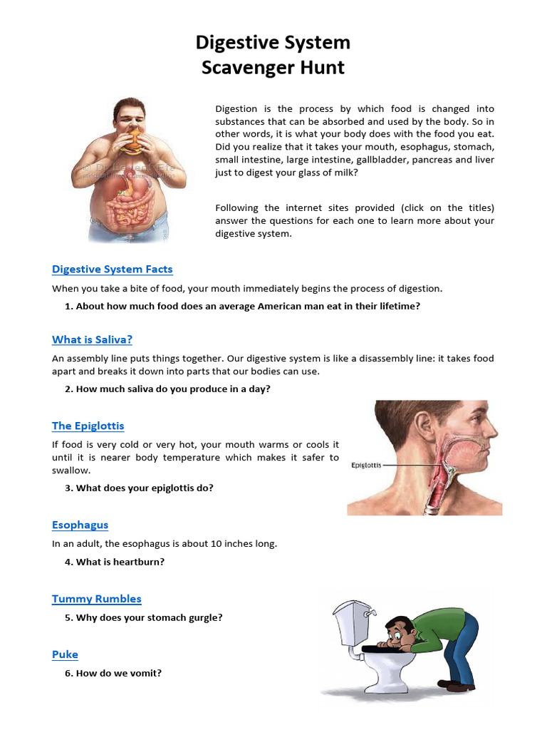 Digestive System - Scavenger Hunt | PDF | Gastrointestinal Tract ...