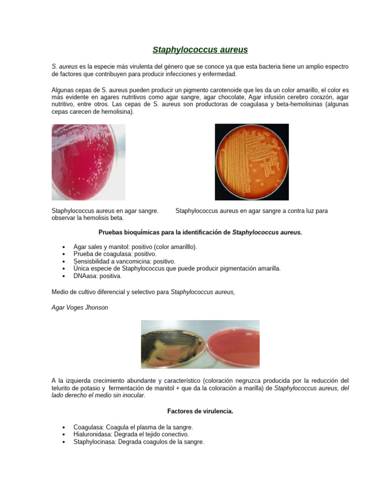 Características Y Virulencia De S Aureus Pdf Staphylococcus Aureus