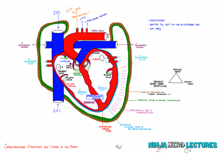 Cardiovascular Physiology - 01 Structures - Layers of Heart - Key | PDF