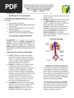 Triptico Del Sistema Excretor | PDF | Sistema urinario | Riñón