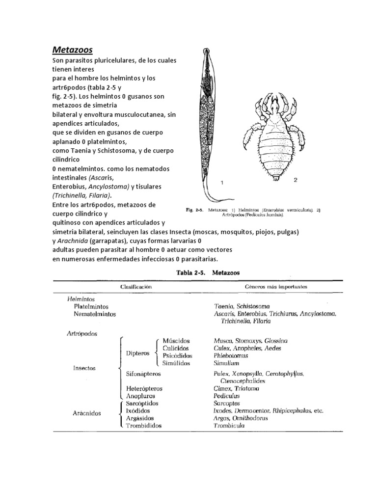 Metazoos caracteristicas