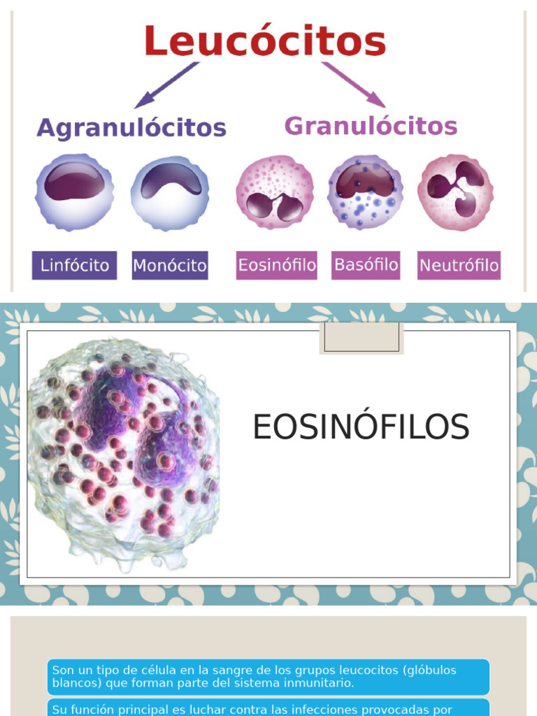 EOSINÓFILOS, BASOFILOS, LEUCOCITOS | PDF | Linfocitos | Célula T