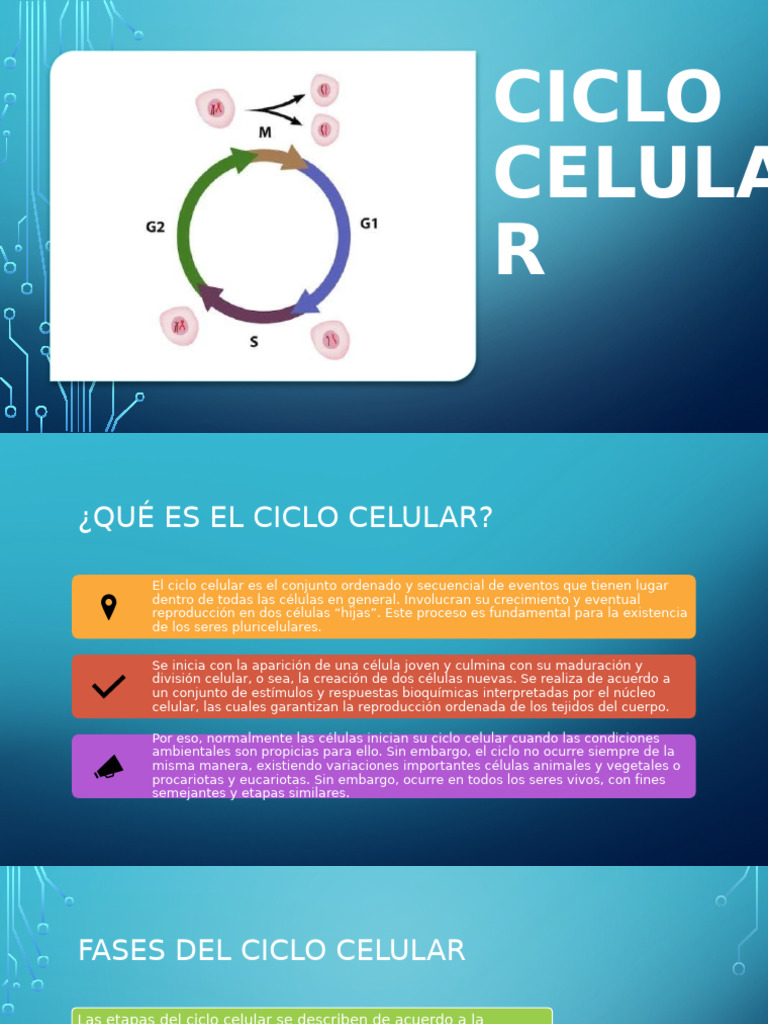 Ciclo Celular: Fases y Funciones Esenciales | PDF | Mitosis | Ciclo celular