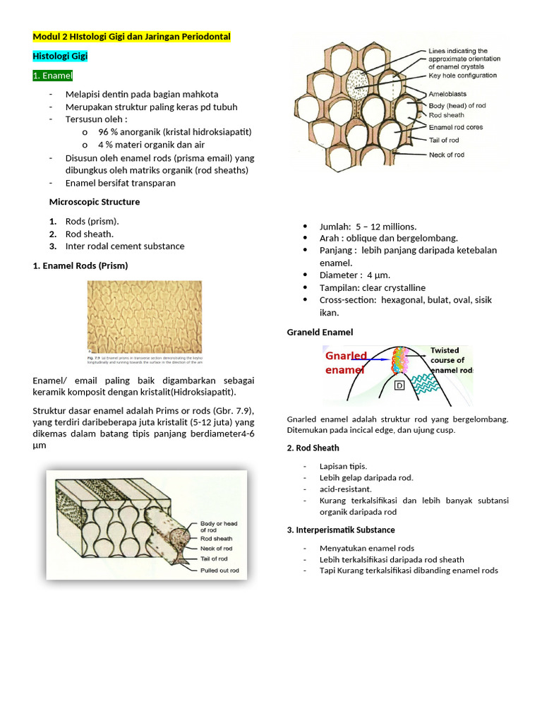 Modul 2 HIstologi Gigi Dan Jaringan Periodontal | PDF