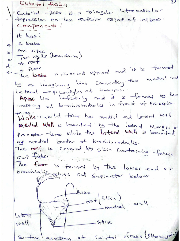 Cubital Fosa | PDF