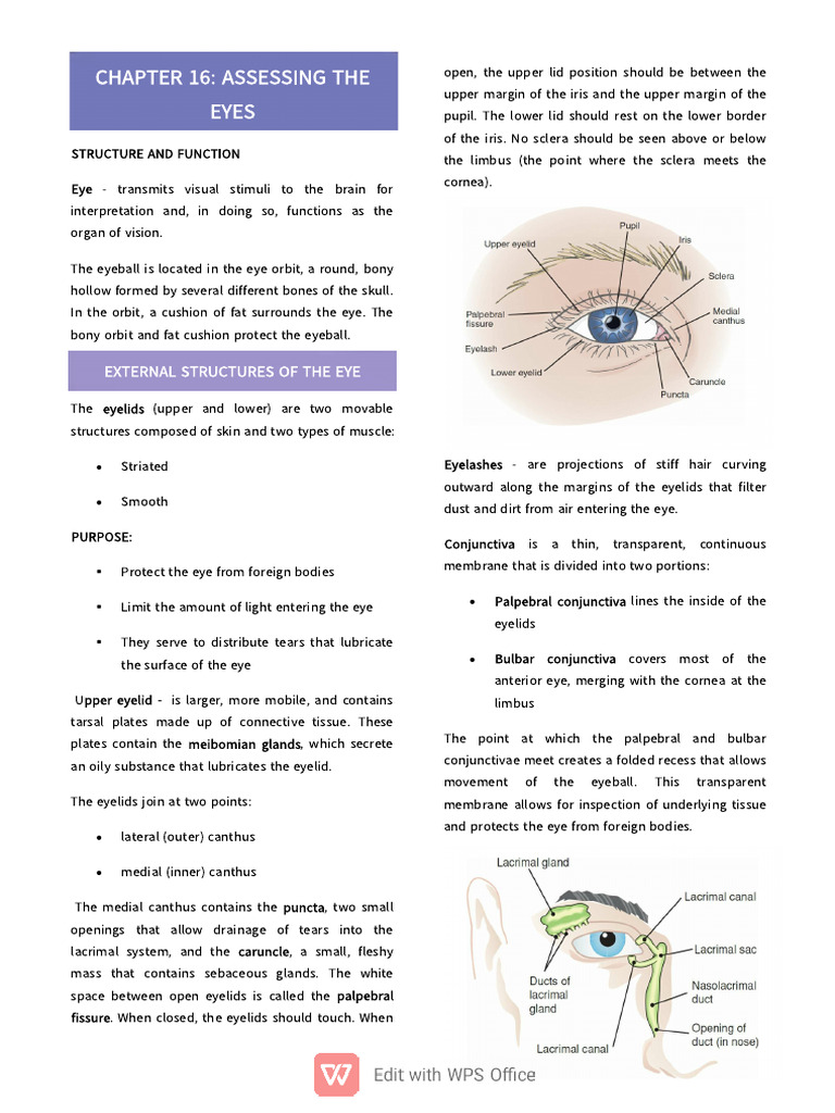 Anatomy and Function of the Eye | PDF | Human Eye | Glaucoma