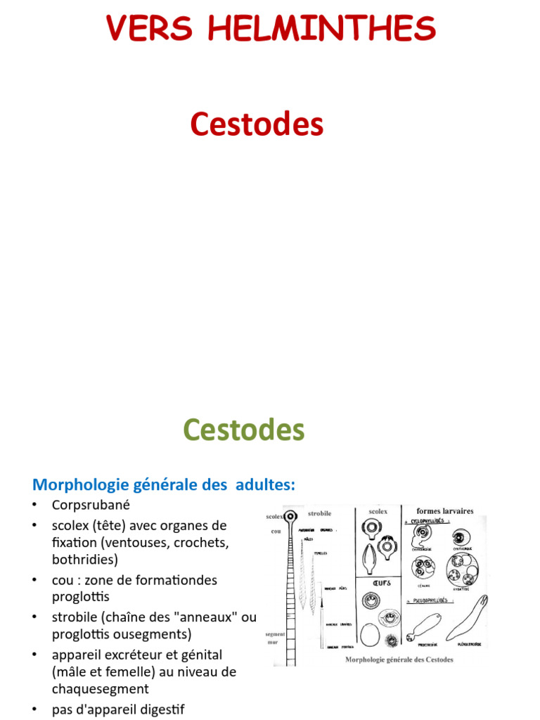 Morphologie et Classification des Cestodes | PDF | Spécialités ...