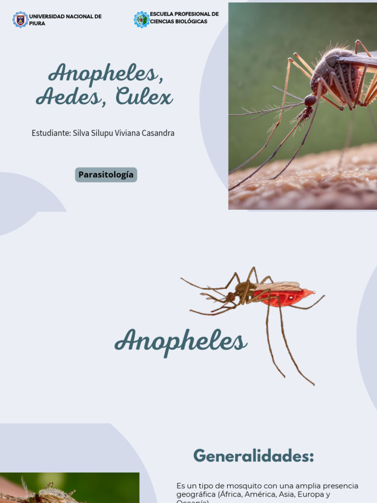 Mosquitos: Anopheles y Culex | PDF | Mosquito | Malaria