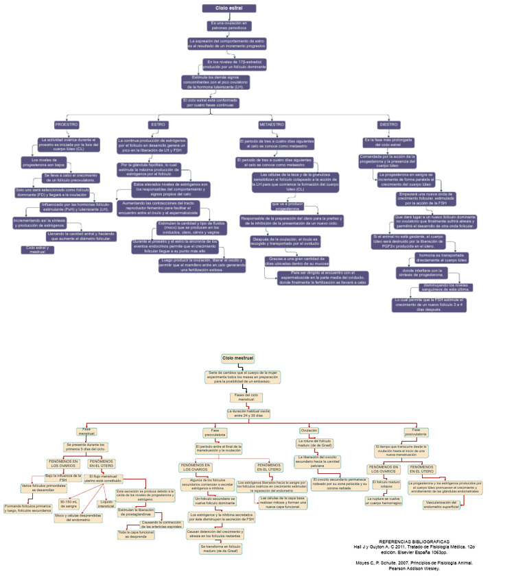 Ciclo Estral y Menstrual | PDF | Hormona luteinizante | Ciclo menstrual