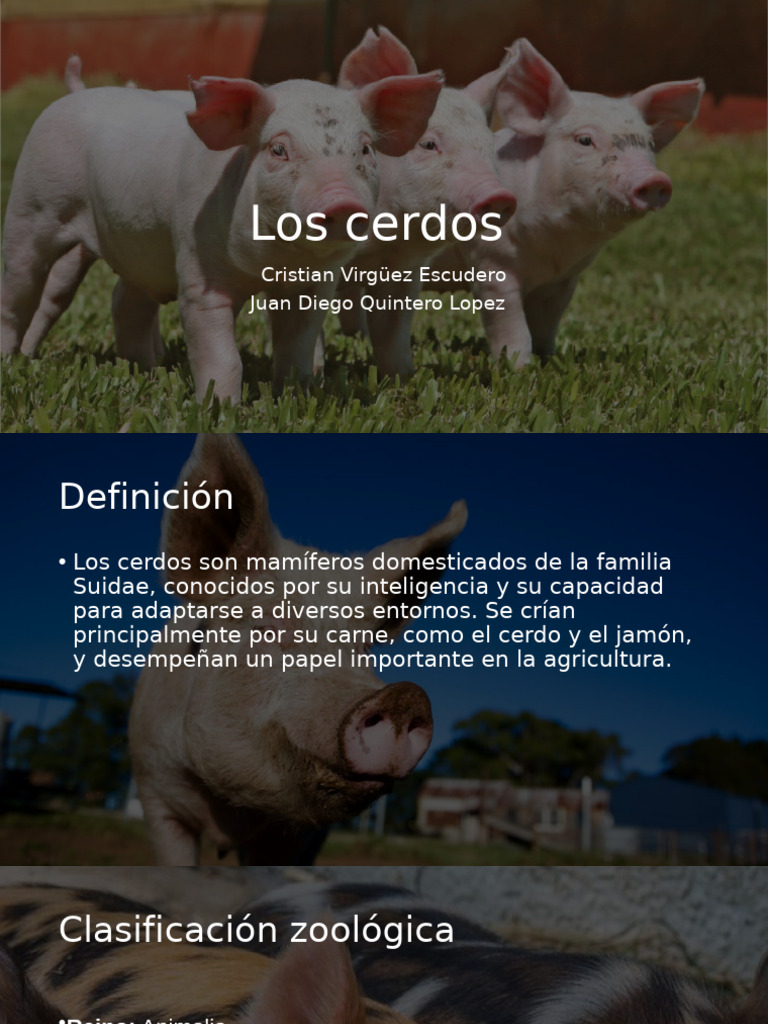 Los Cerdos | PDF | Cerdo | Alimentos