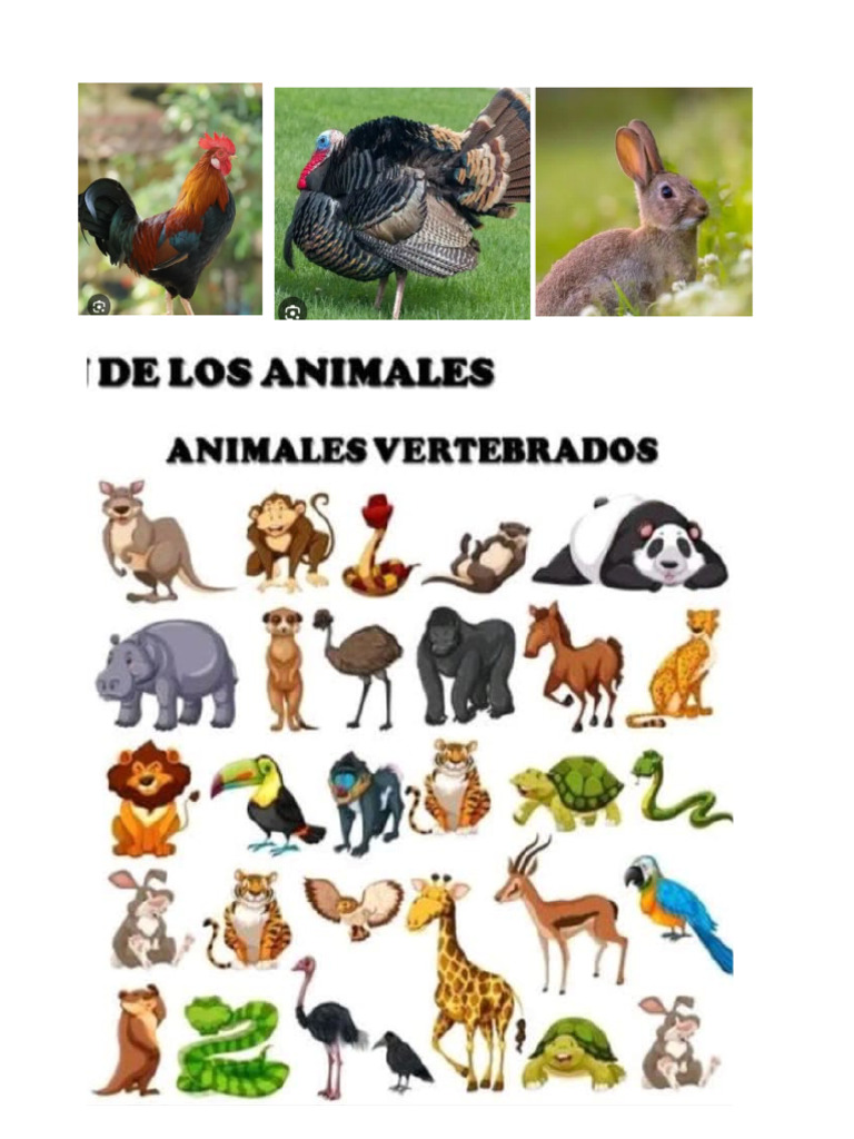 Inave | PDF