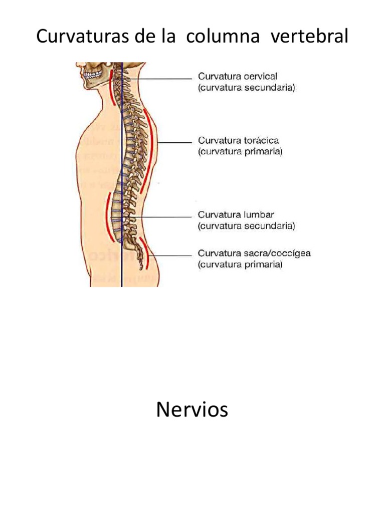 Curvaturas de La Columna Vertebral y Nervios | PDF