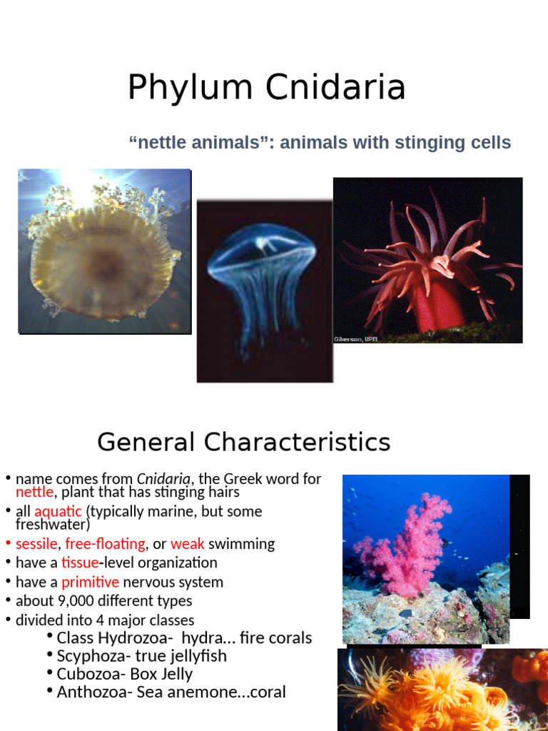 Phylum Cnidaria 2018 | PDF | Venomous Animals | Biology