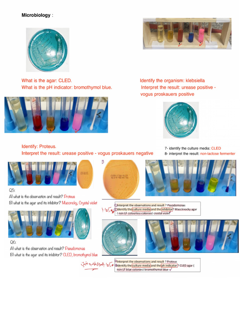 Renal Exam (2) Copy 2 | PDF