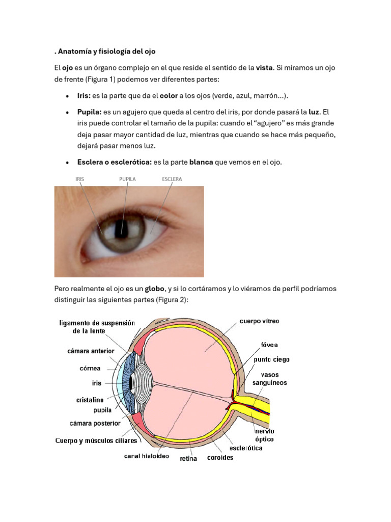 Anatomía y Función del Ojo Humano | PDF | Ojo humano | Ojo