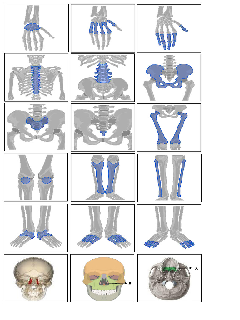 Skeleton | PDF