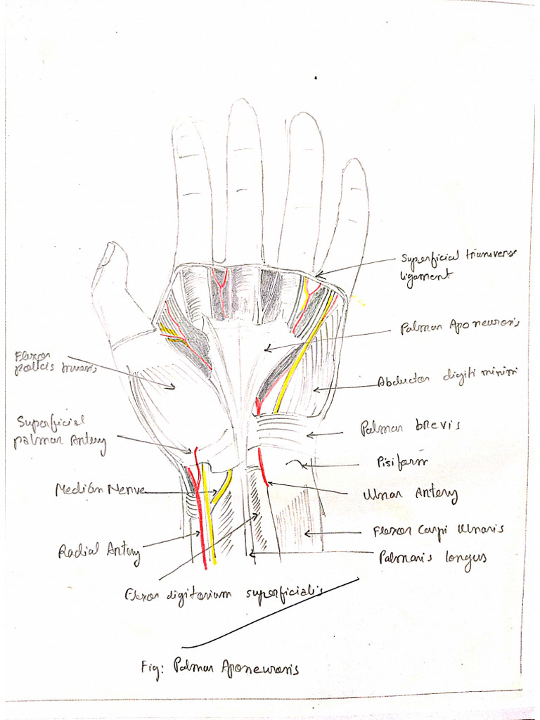 Anatomy Palm | PDF
