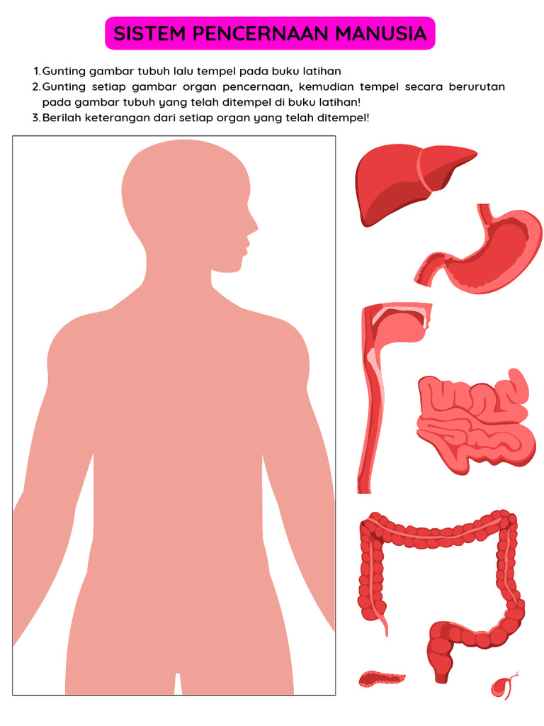 LKPD Sistem Pencernaan (IPAS) | PDF