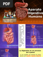 Digestión: Bolo, Quimo y Quilo | PDF | Digestión | Tracto gastrointestinal