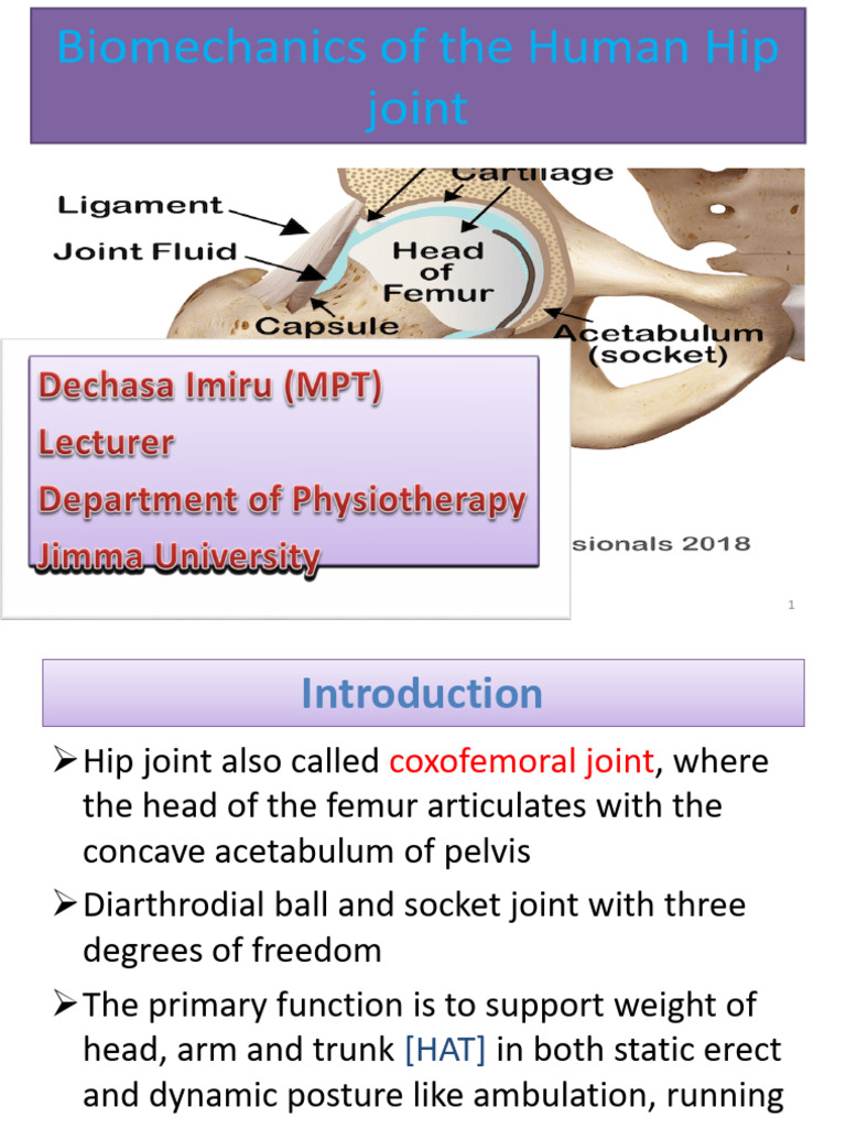 Anatomy and Function of the Hip Joint | PDF | Hip | Musculoskeletal System