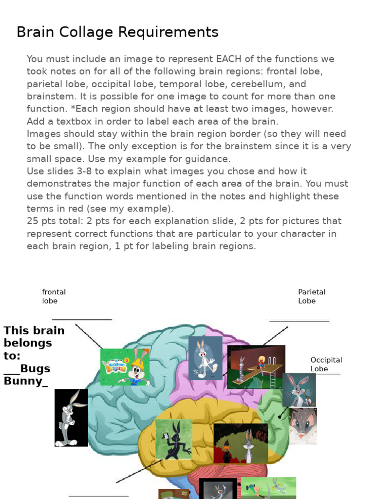 Bugs Bunny Brain Collage | PDF | Parietal Lobe | Cognition