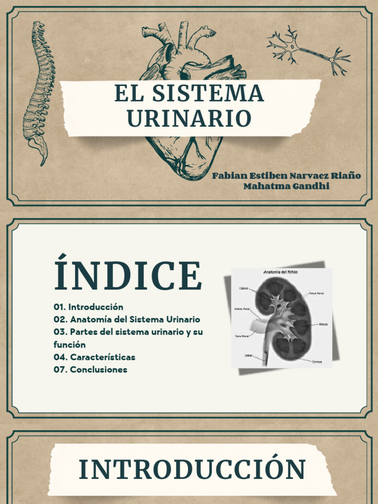 Trabajo Sistema Urinario | PDF | Sistema urinario | Riñón