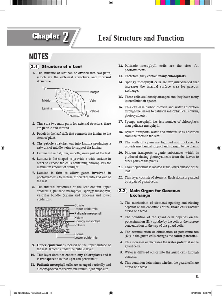 B02 1202 Biology Form5 KSSM | PDF | Leaf | Stoma